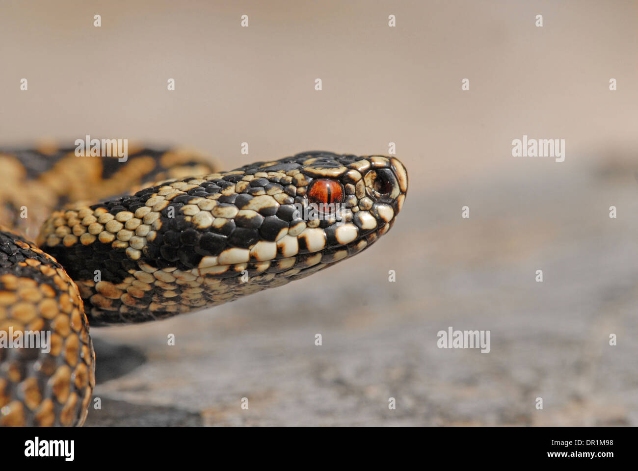 Adder (Vipera berus). Close up of head of female Stock Photo - Alamy