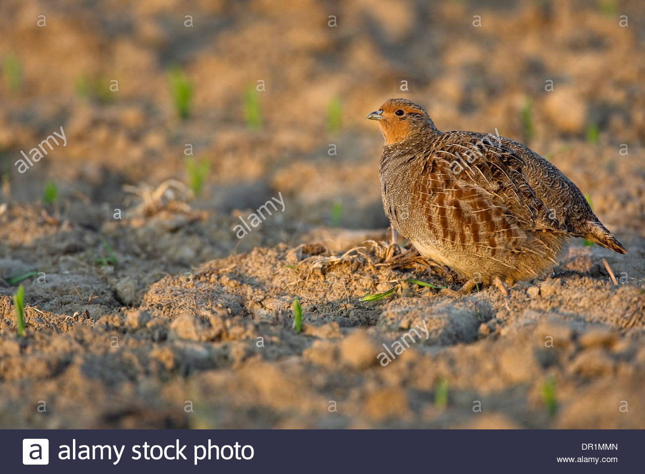 Grey Partridge Perdix Perdix Europe High Resolution Stock Photography ...