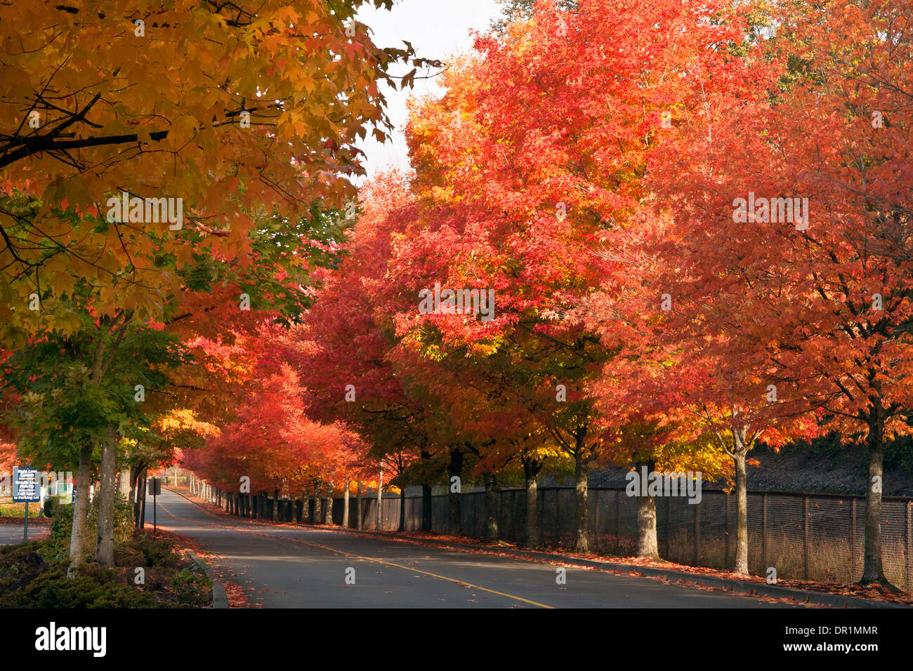 WASHINGTON - Autumn along the tree lined road at Coulon Memorial Park ...