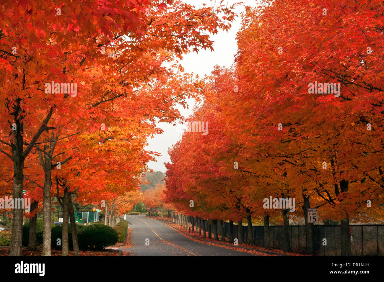 WASHINGTON - Autumn along maple tree lined road at Coulon Memorial Park ...