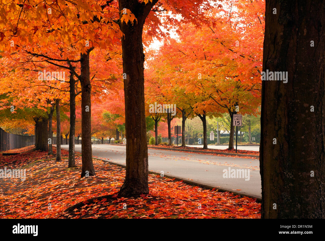 WASHINGTON - Autumn along maple tree lined road at Coulon Memorial Park located at the south end ...