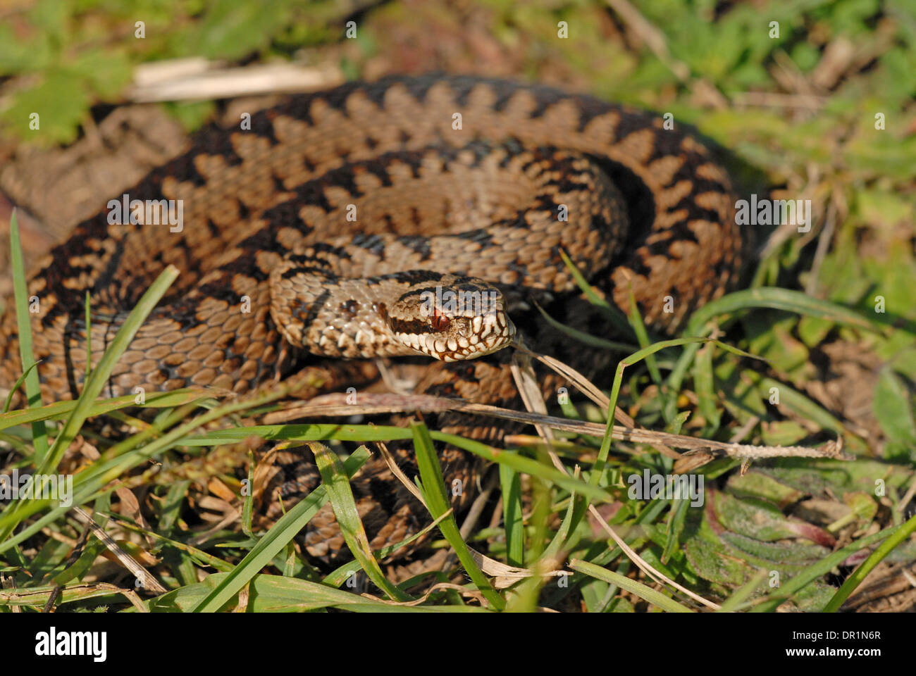 Vipera berus female hi-res stock photography and images - Alamy