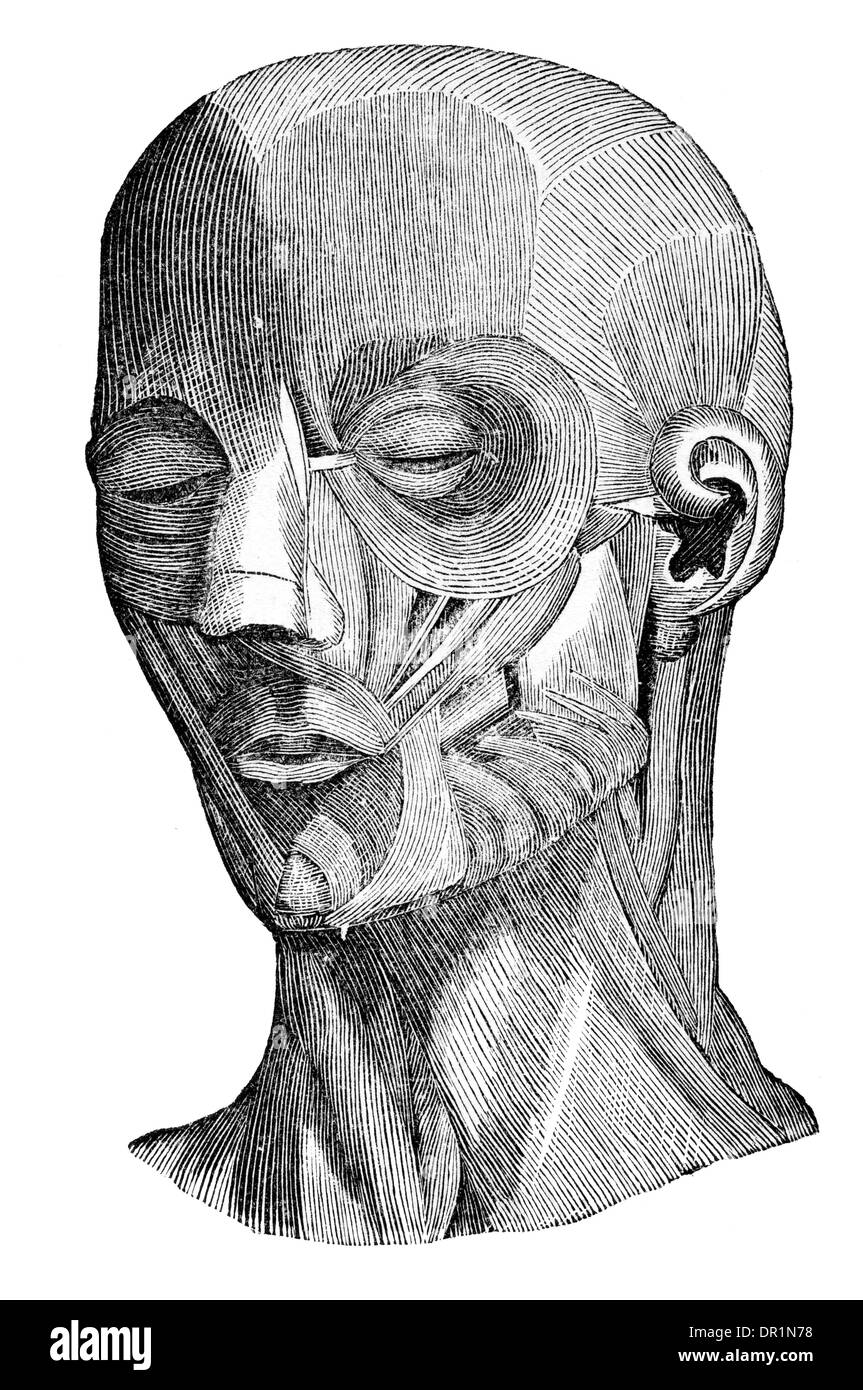 Muscles of the Human face Stock Photo - Alamy