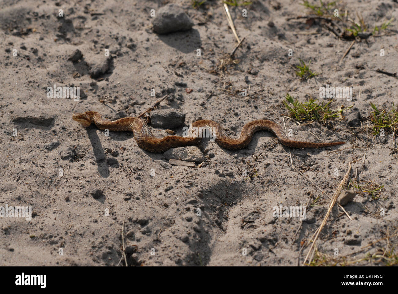 Snake track uk hi-res stock photography and images - Alamy