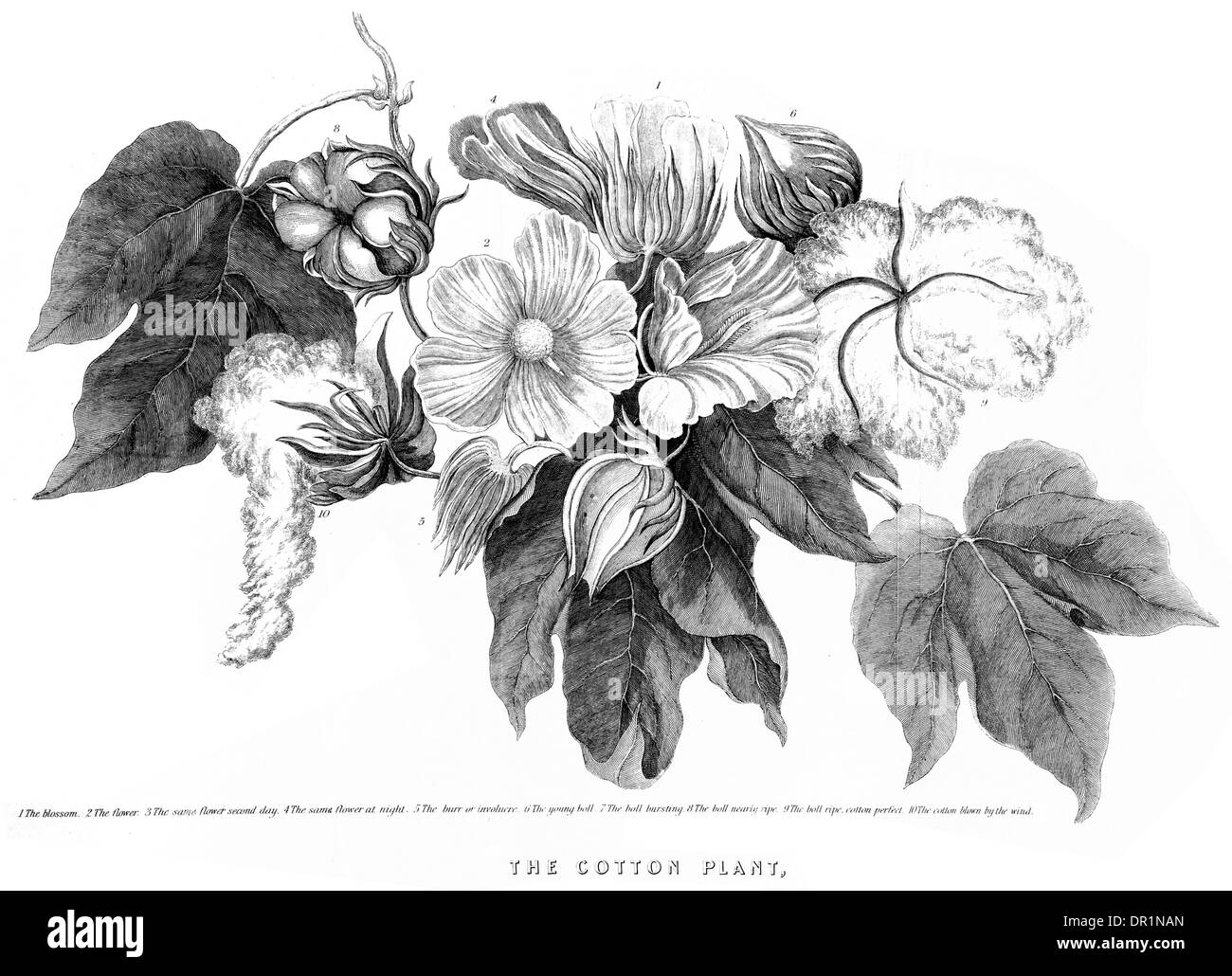 Cotton plant botanical drawing hi-res stock photography and images - Alamy
