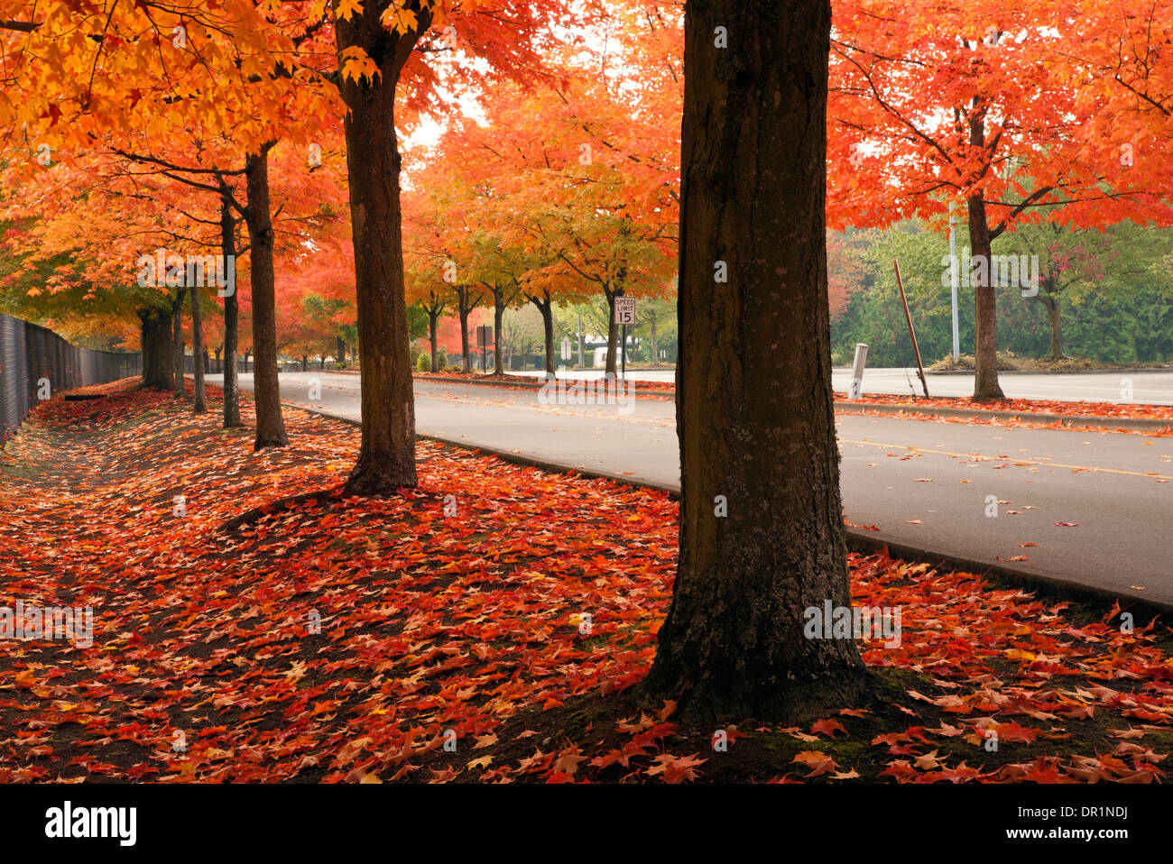 WASHINGTON - Autumn along maple tree lined road at Coulon Memorial Park located at the south end ...