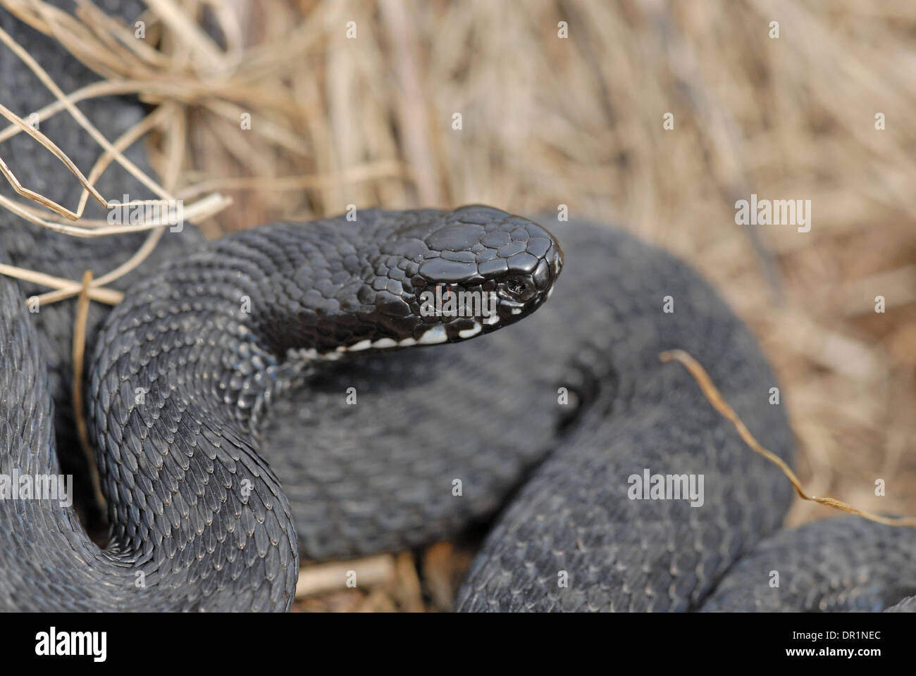 Black adder snake hi-res stock photography and images - Alamy