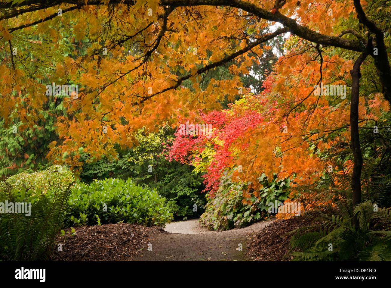 WASHINGTON - Fall time along a trail through the Washington Park ...