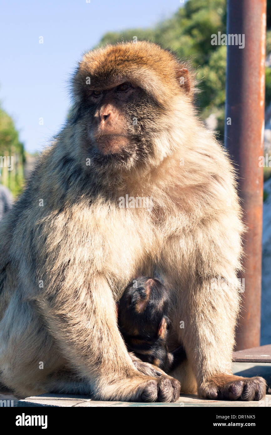 Barbary Macaques in Gibraltar Stock Photo - Alamy