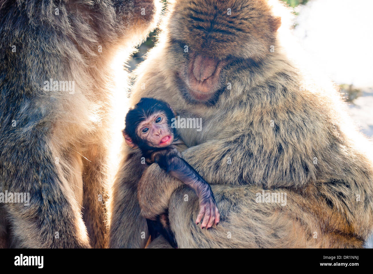 Barbary Macaques in Gibraltar Stock Photo - Alamy