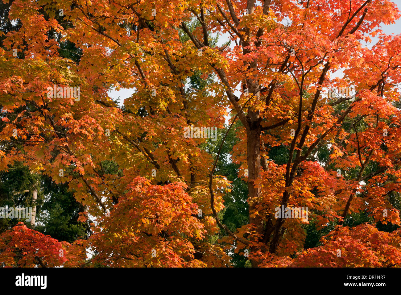Fall color leaves hi-res stock photography and images - Alamy