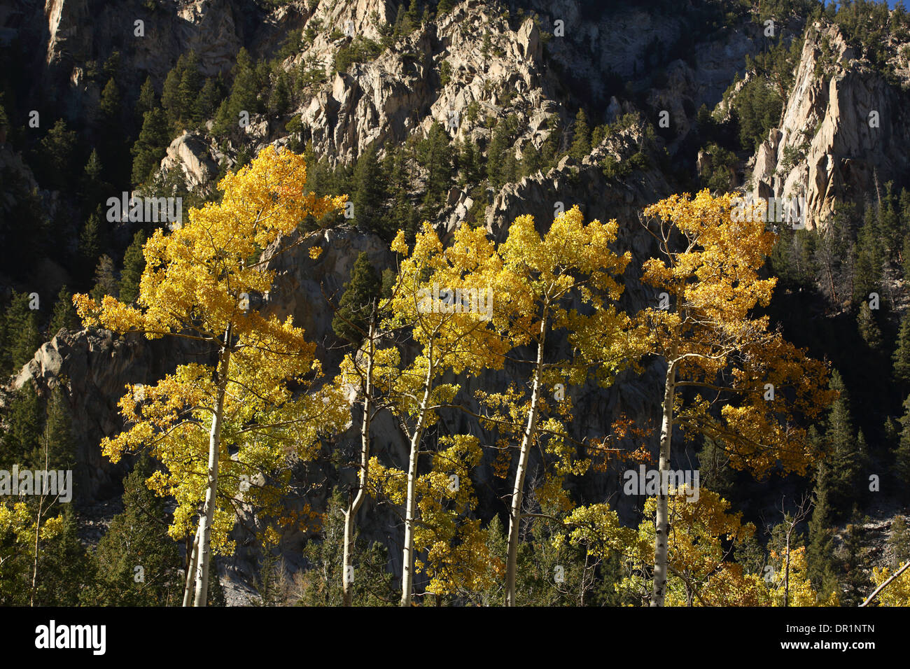 Fall Colors in Colorado Mountains Stock Photo - Alamy