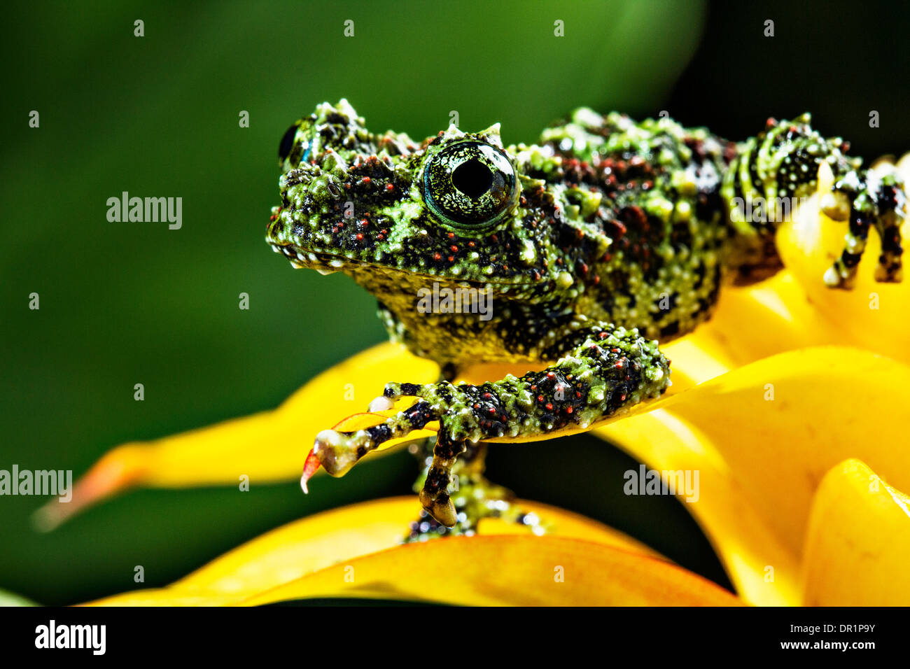 Vietnamese moss frog hi-res stock photography and images - Alamy