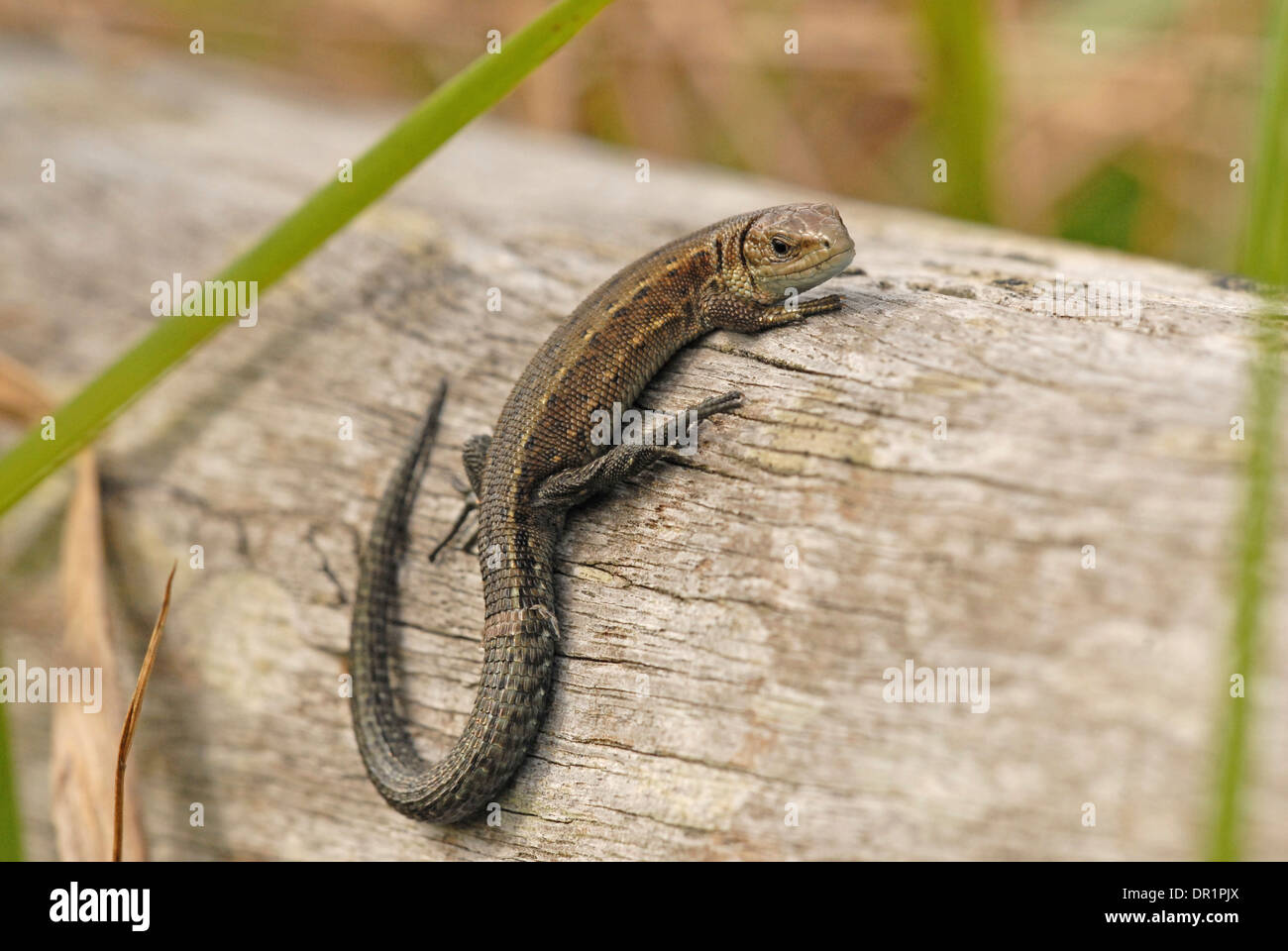 Common or viviparous lizard (Zootoca vivipara), basking Stock Photo - Alamy