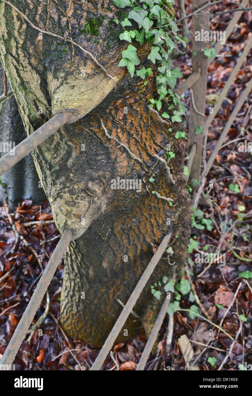 Ullenwood, Gloucestershire . 17th Jan, 2014. Fence eating trees, these ...