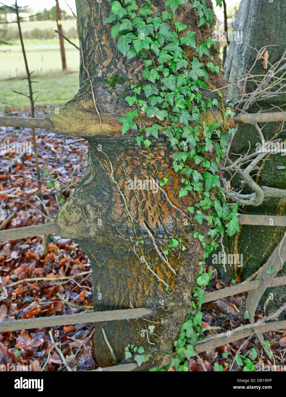 Ullenwood, Gloucestershire . 17th Jan, 2014. Fence eating trees, these ...