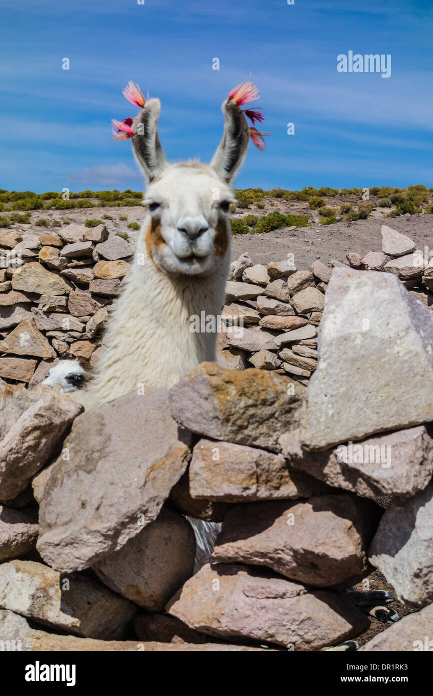 Head and neck of a llama facing forward with ears decorated with red ...