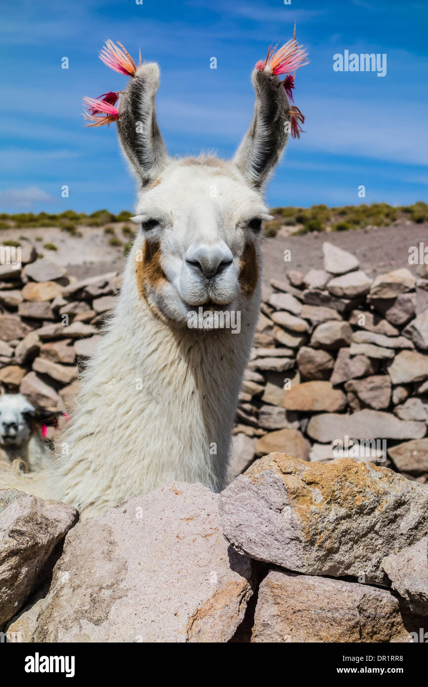 Head and neck of a llama facing forward with ears decorated with red ...