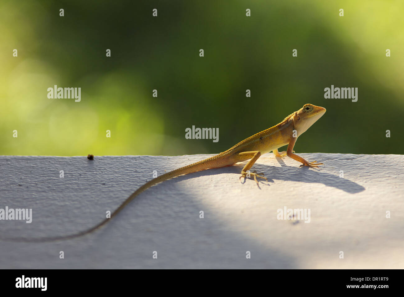 Sunning your self hi-res stock photography and images - Alamy