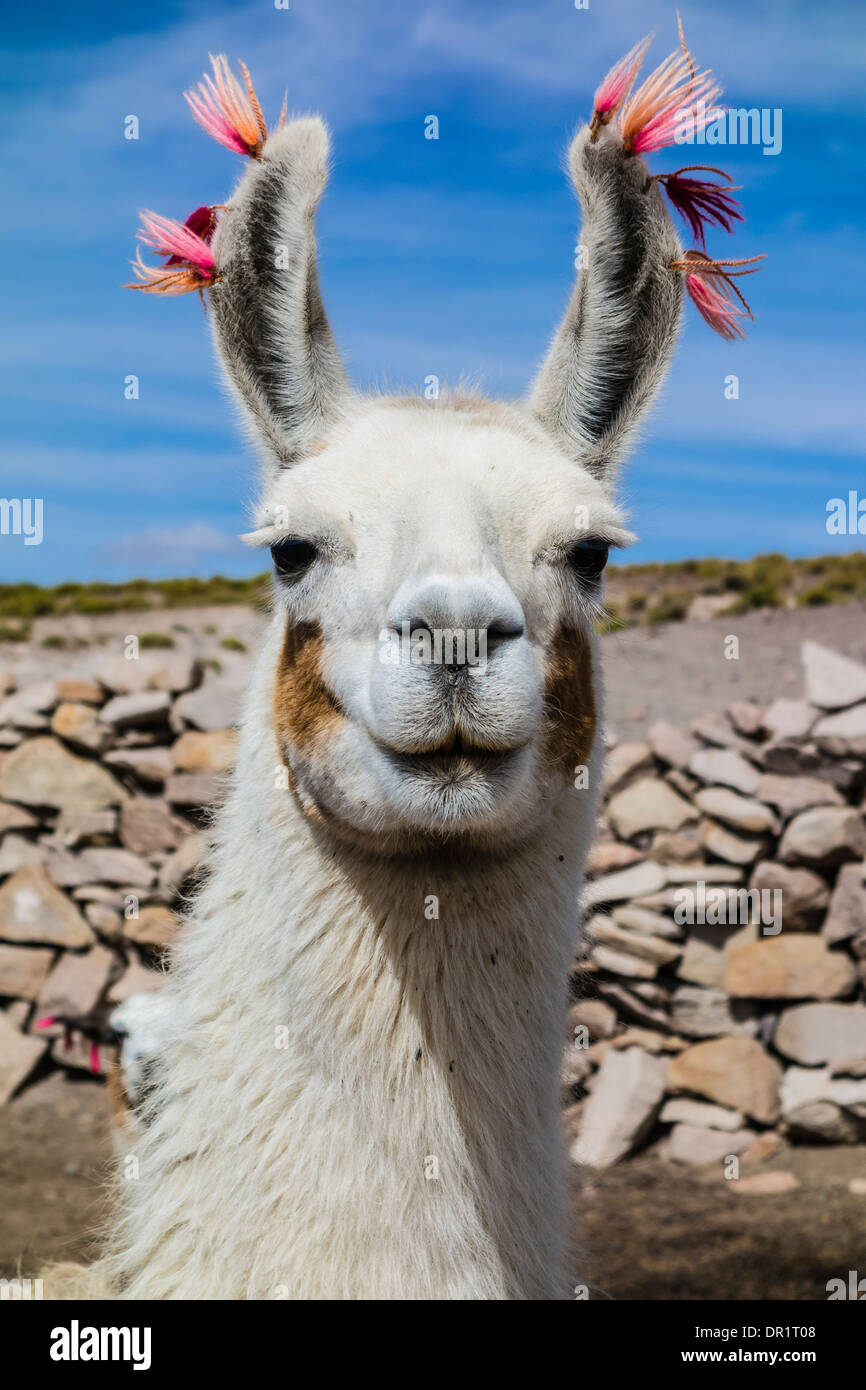 Head and neck of a llama facing forward with ears decorated with red ...