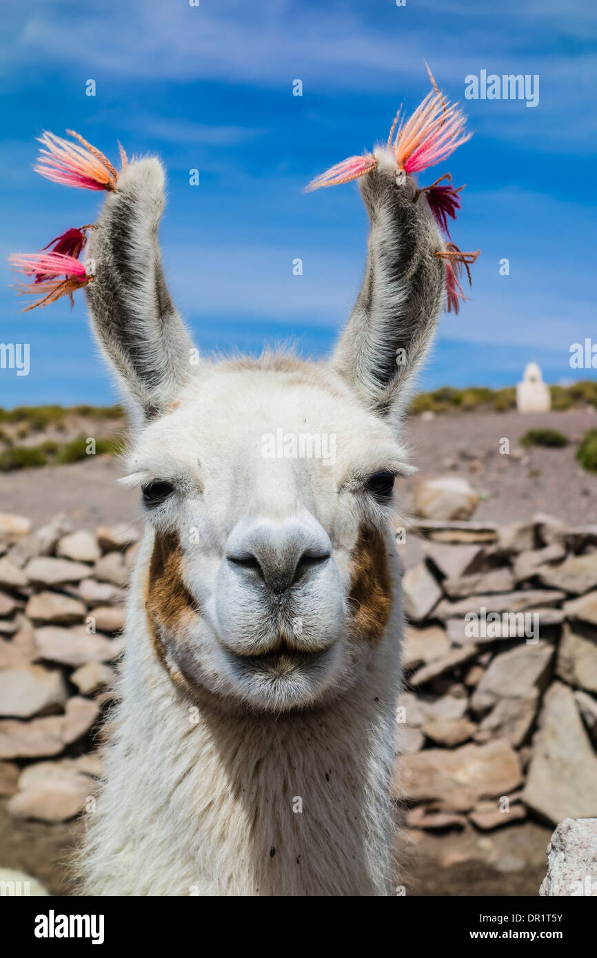 Head and neck of a llama facing forward with ears decorated with red ...