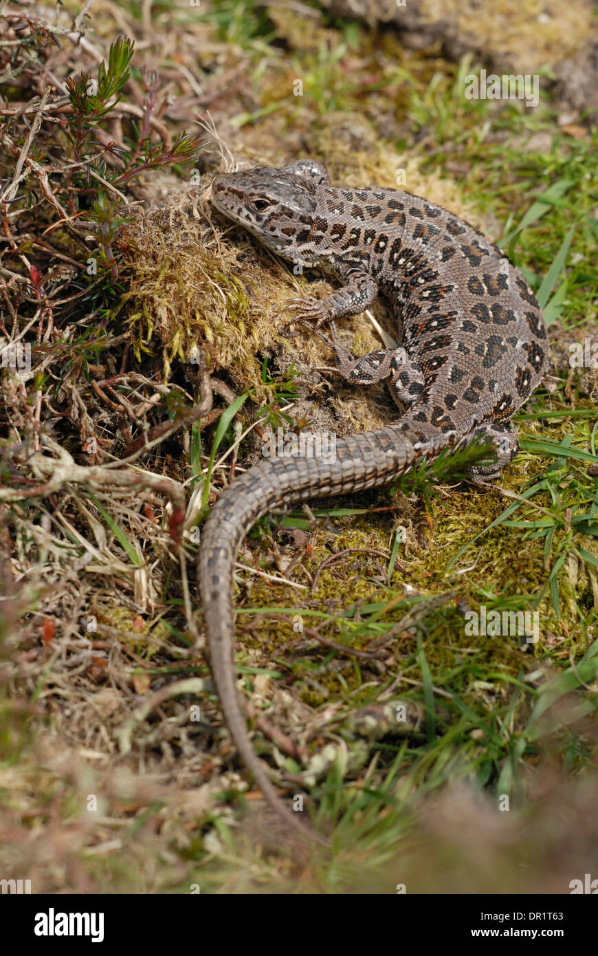 Sand lizard (Lacerta agilis). Gravid (pregnant) female basking Stock ...