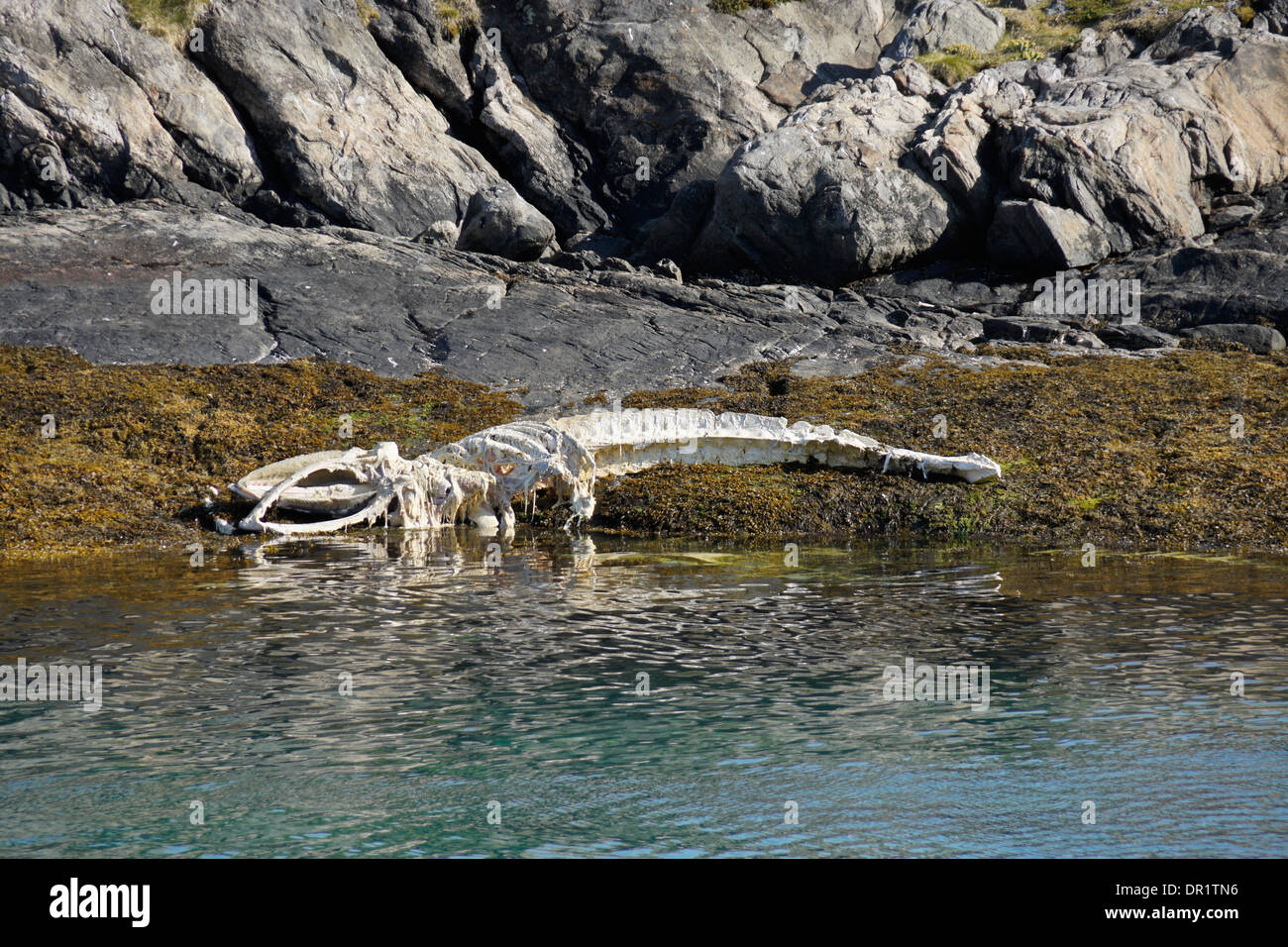 Whale skeleton hi-res stock photography and images - Alamy
