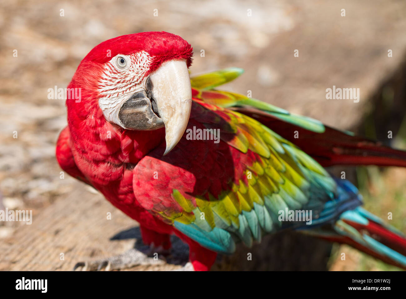 Red Parrot standing on a log looking back Stock Photo - Alamy