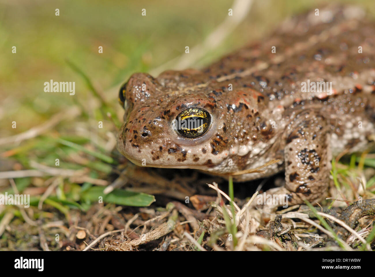 Natterjack toad (Epidalea calamita). Photographed on Hampshire ...