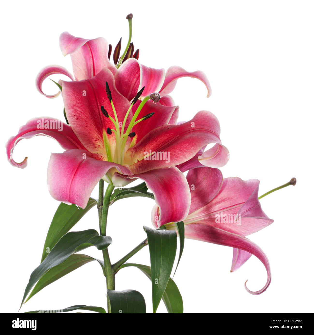 Beautiful pink flowers isolated on a white background Stock Photo - Alamy