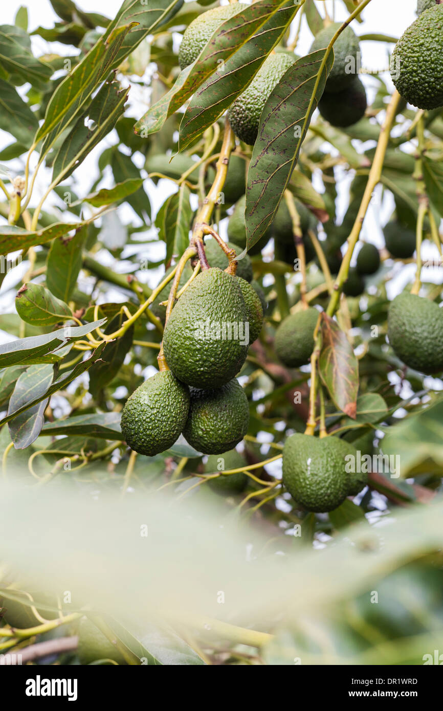 Avocado trees in La Palma, Canary Islands, Spain Stock Photo - Alamy