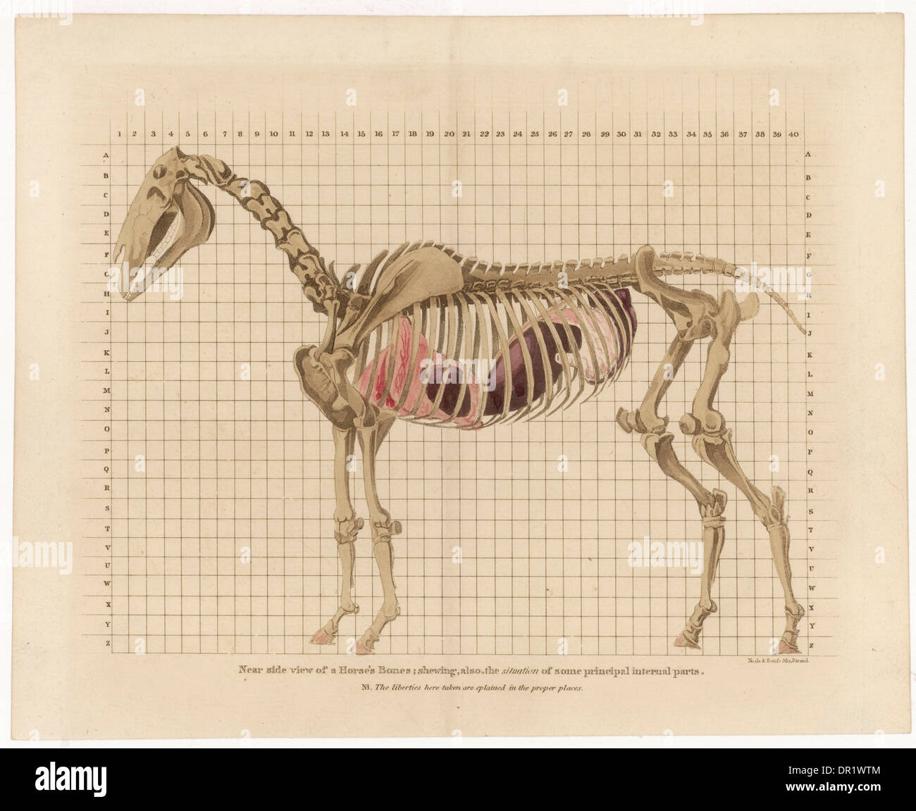 Principal horse hi-res stock photography and images - Alamy