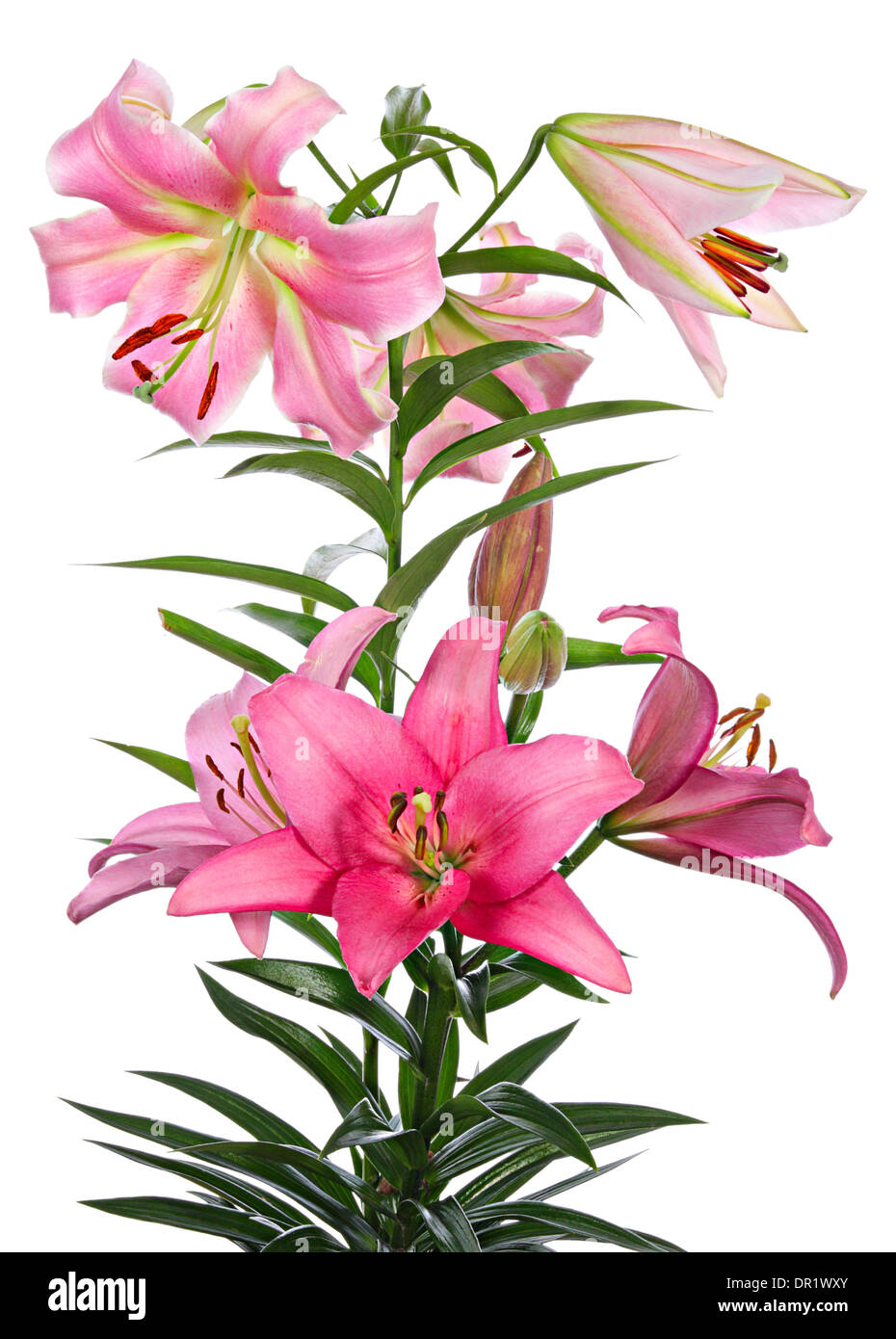 Lily flower bouquet hi-res stock photography and images - Alamy
