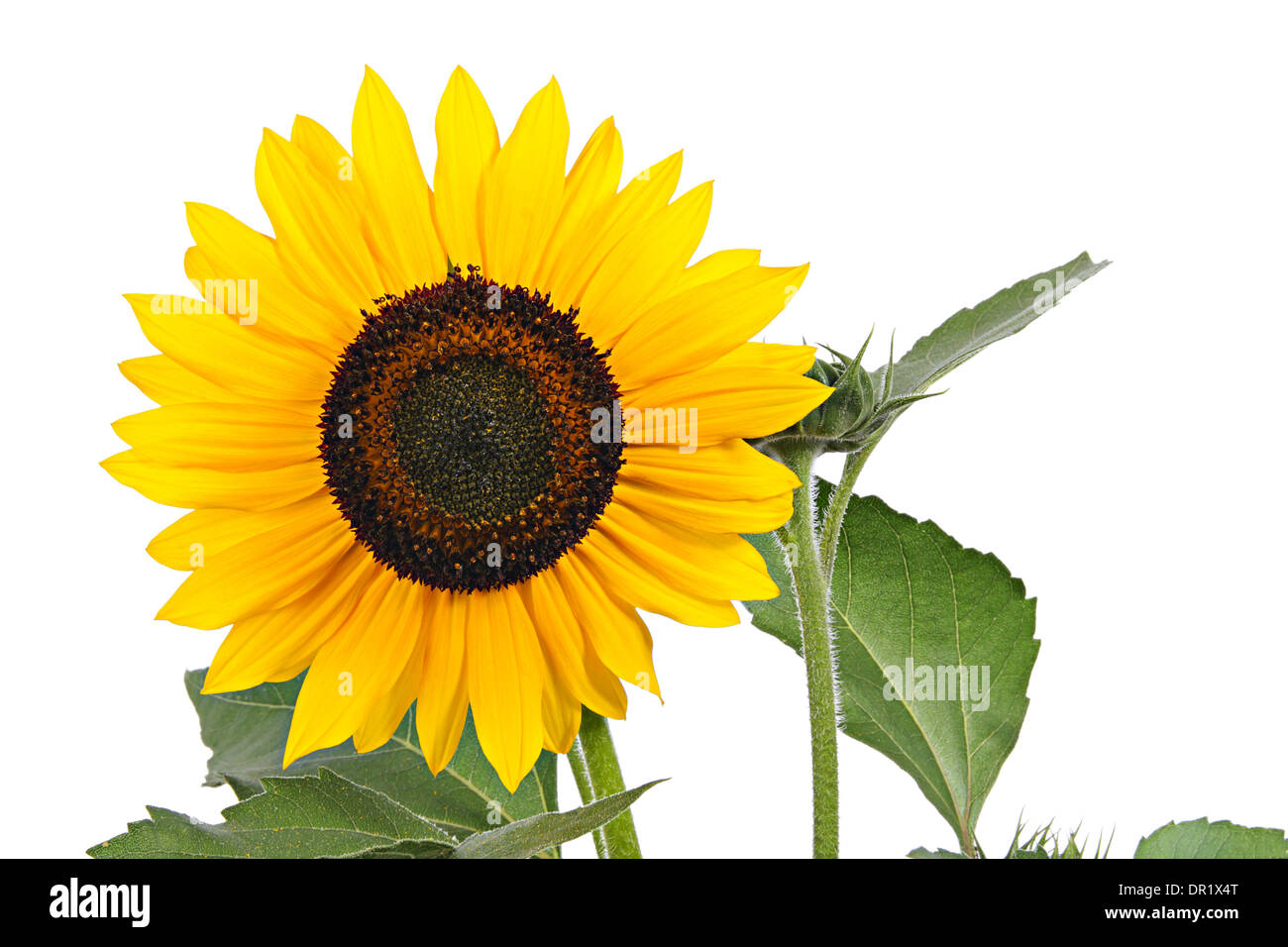 Sunflower isolated on a white background Stock Photo - Alamy