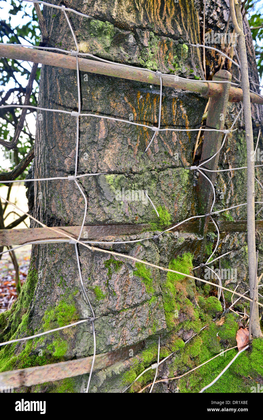 Ullenwood, Gloucestershire . 17th Jan, 2014. Fence eating trees, these ...