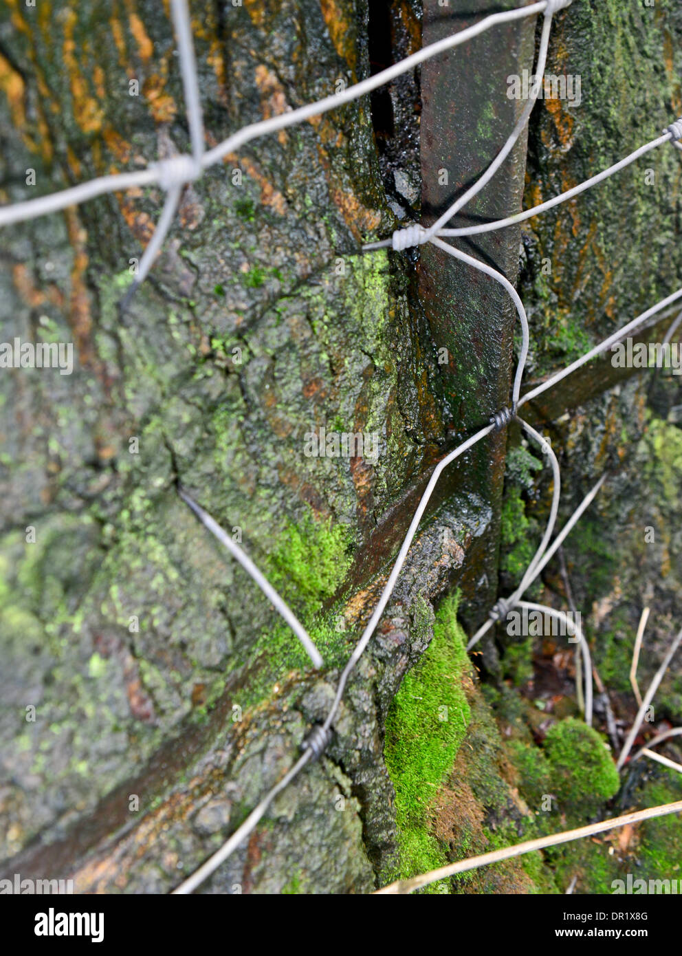 Embedded trees hi-res stock photography and images - Alamy
