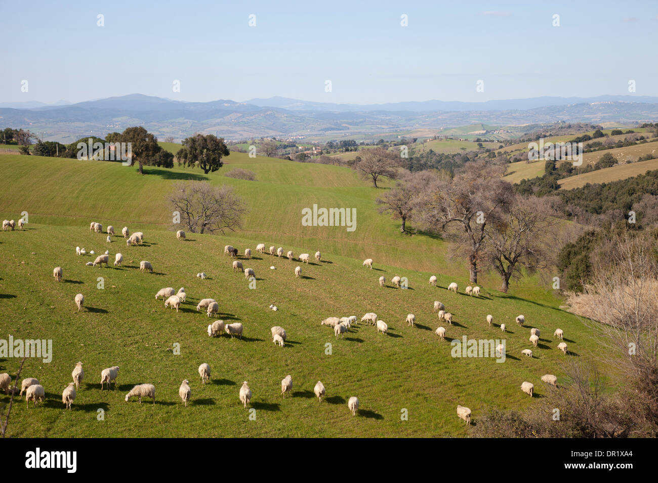 sheep, countryside, scansano, province of grosseto, tuscany, italy ...