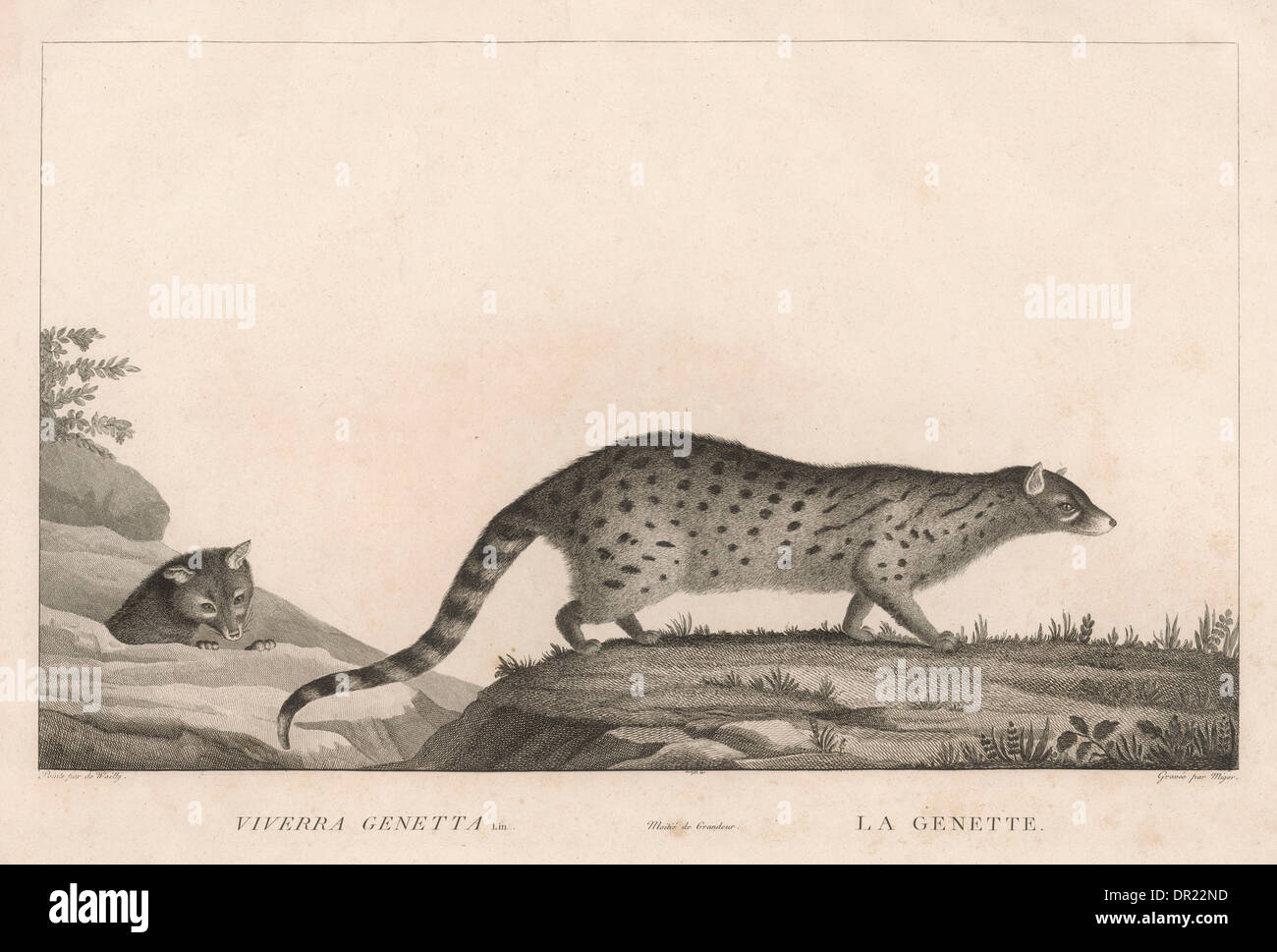 Genetta vulgaris hi-res stock photography and images - Alamy