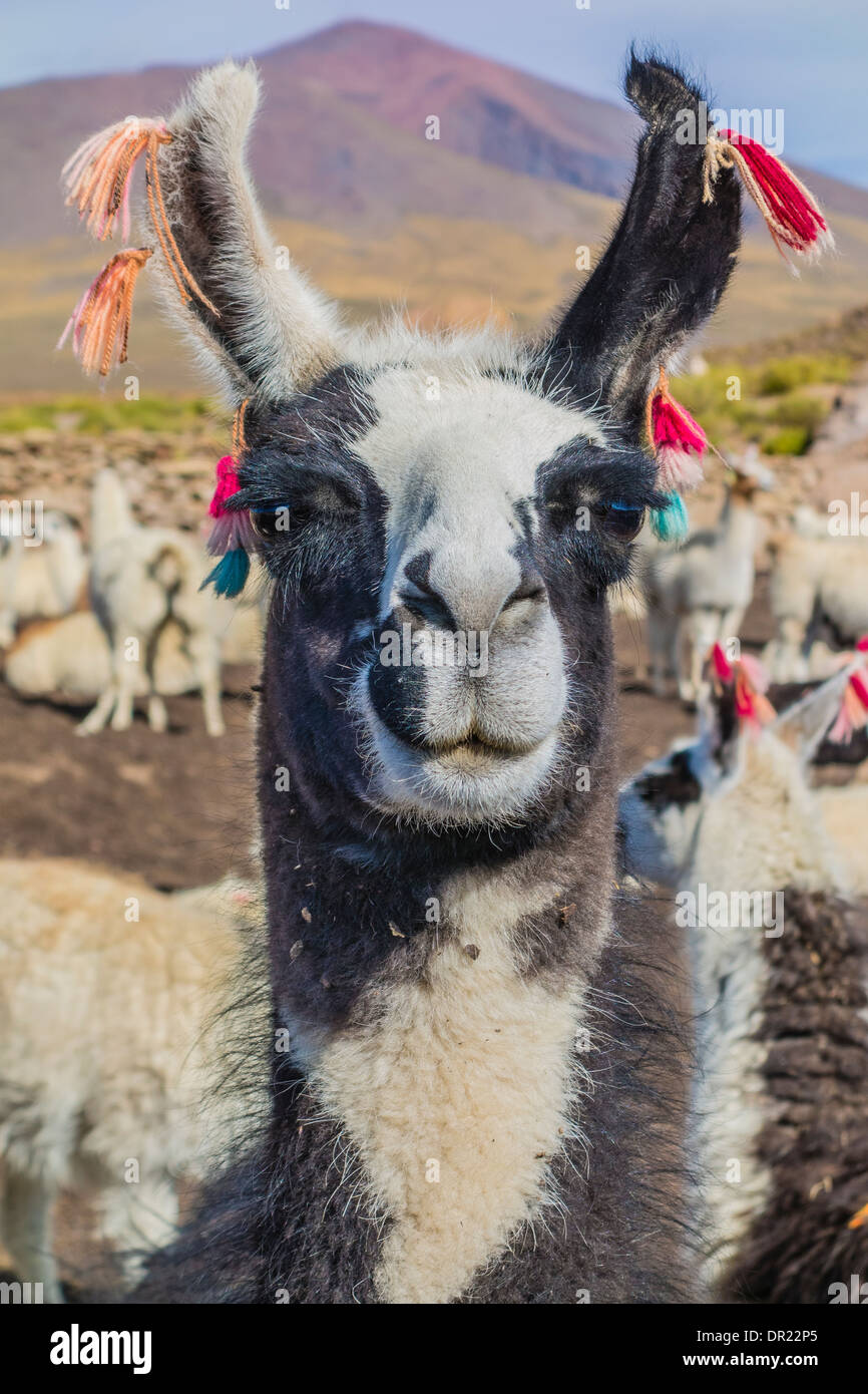 Head and neck of a llama facing forward with ears decorated with red ...