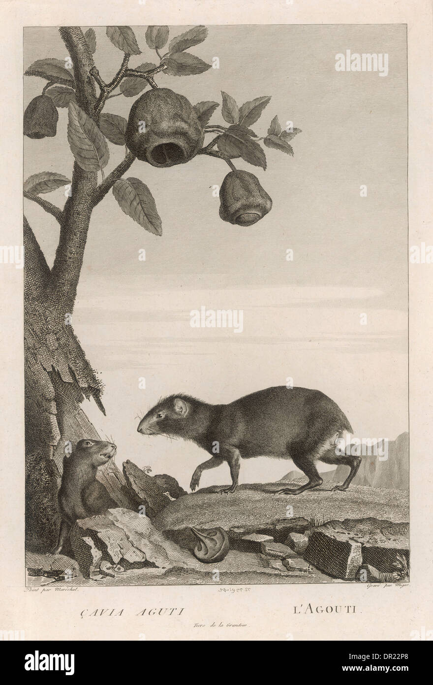 Agutí hi-res stock photography and images - Alamy