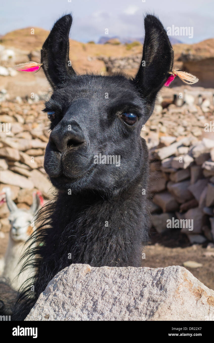 Head and neck of a llama facing forward with ears decorated with red ...