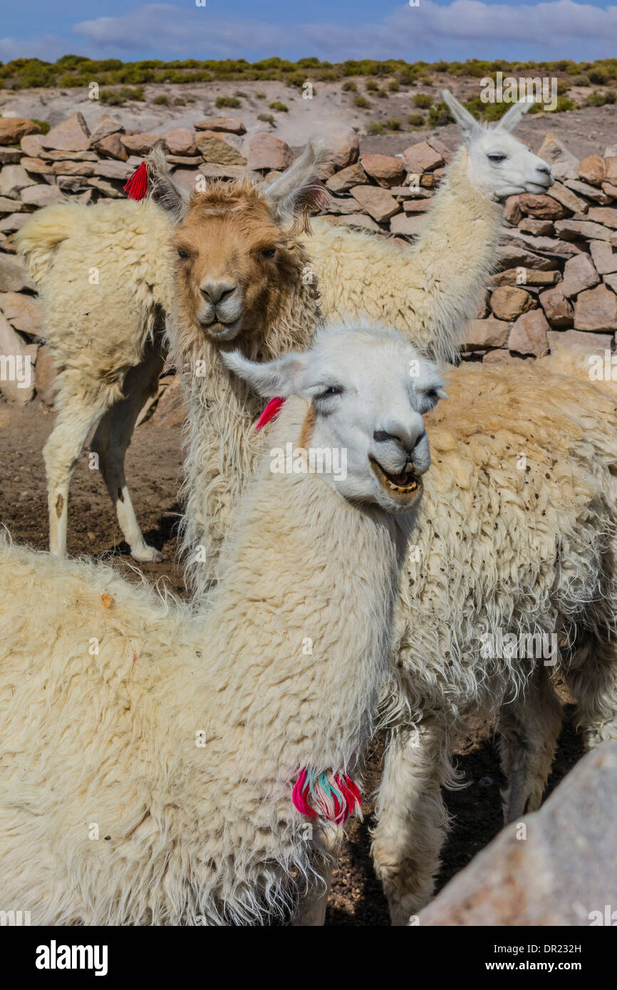 Llamas in rock enclosure with ears decorated with red feather-like ...