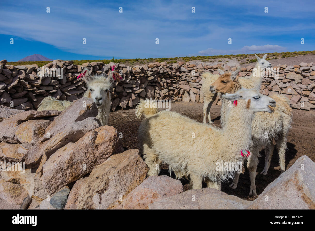 Llamas in rock enclosure with ears decorated with red feather-like ...