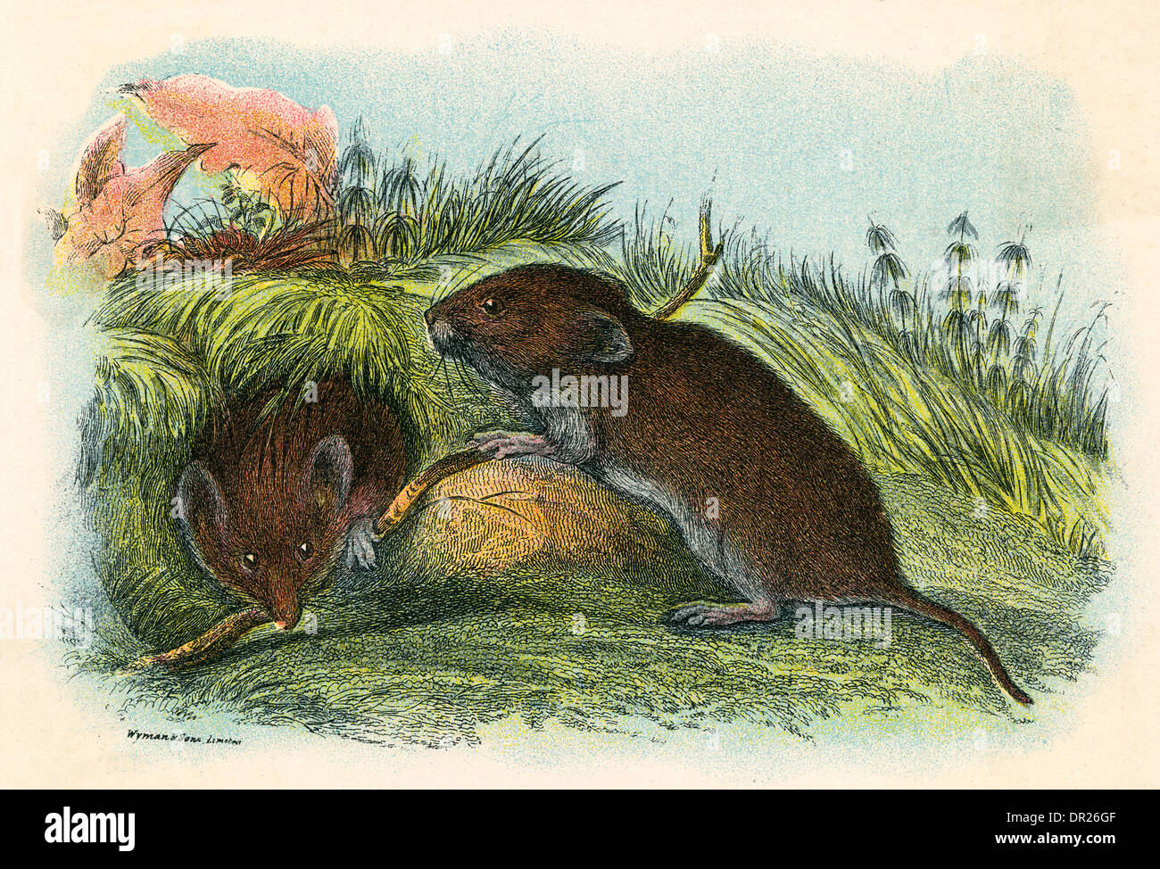 Common vole microtus arvalis field hi-res stock photography and images ...