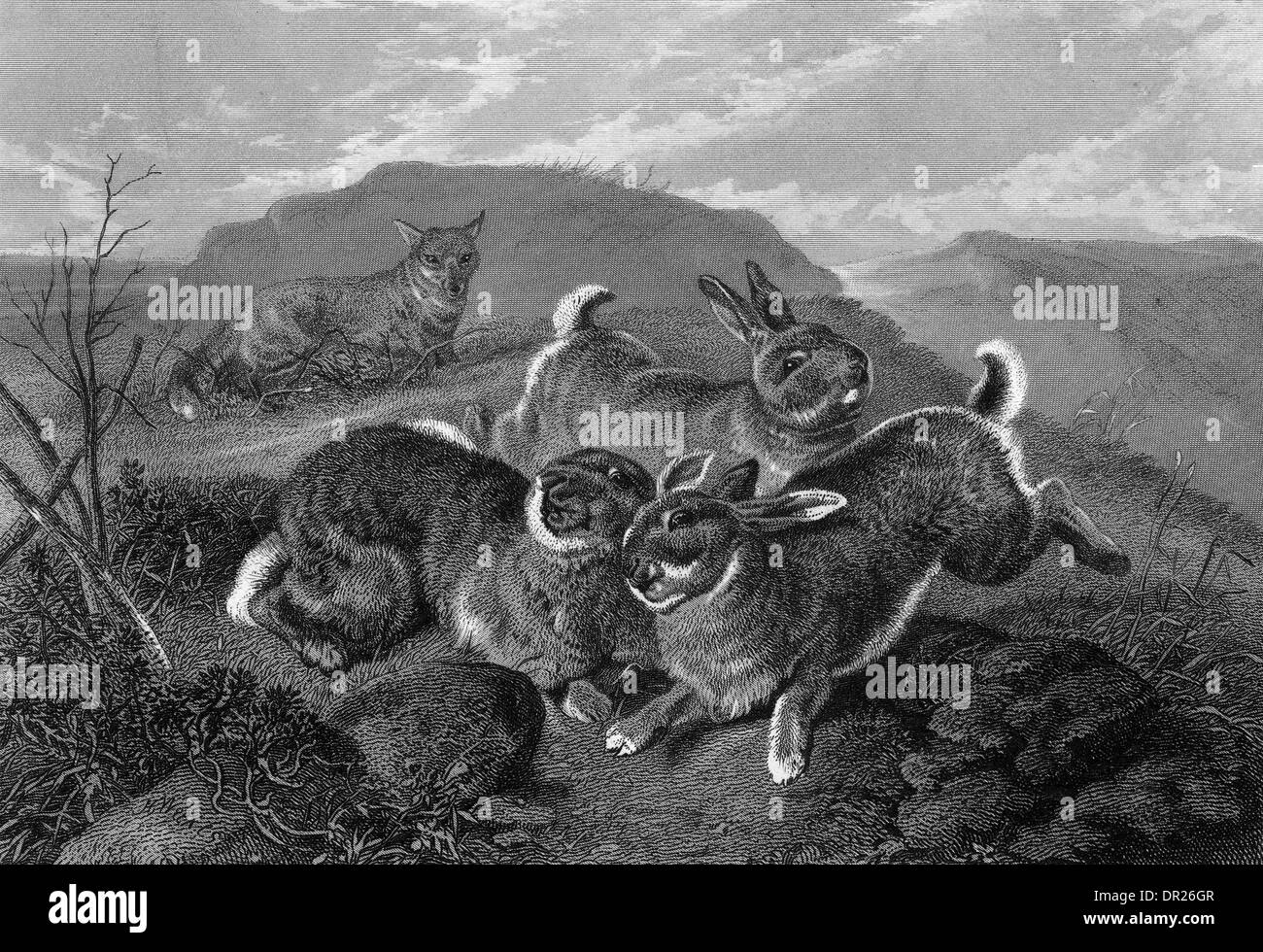 RABBITS AND FOX Stock Photo - Alamy