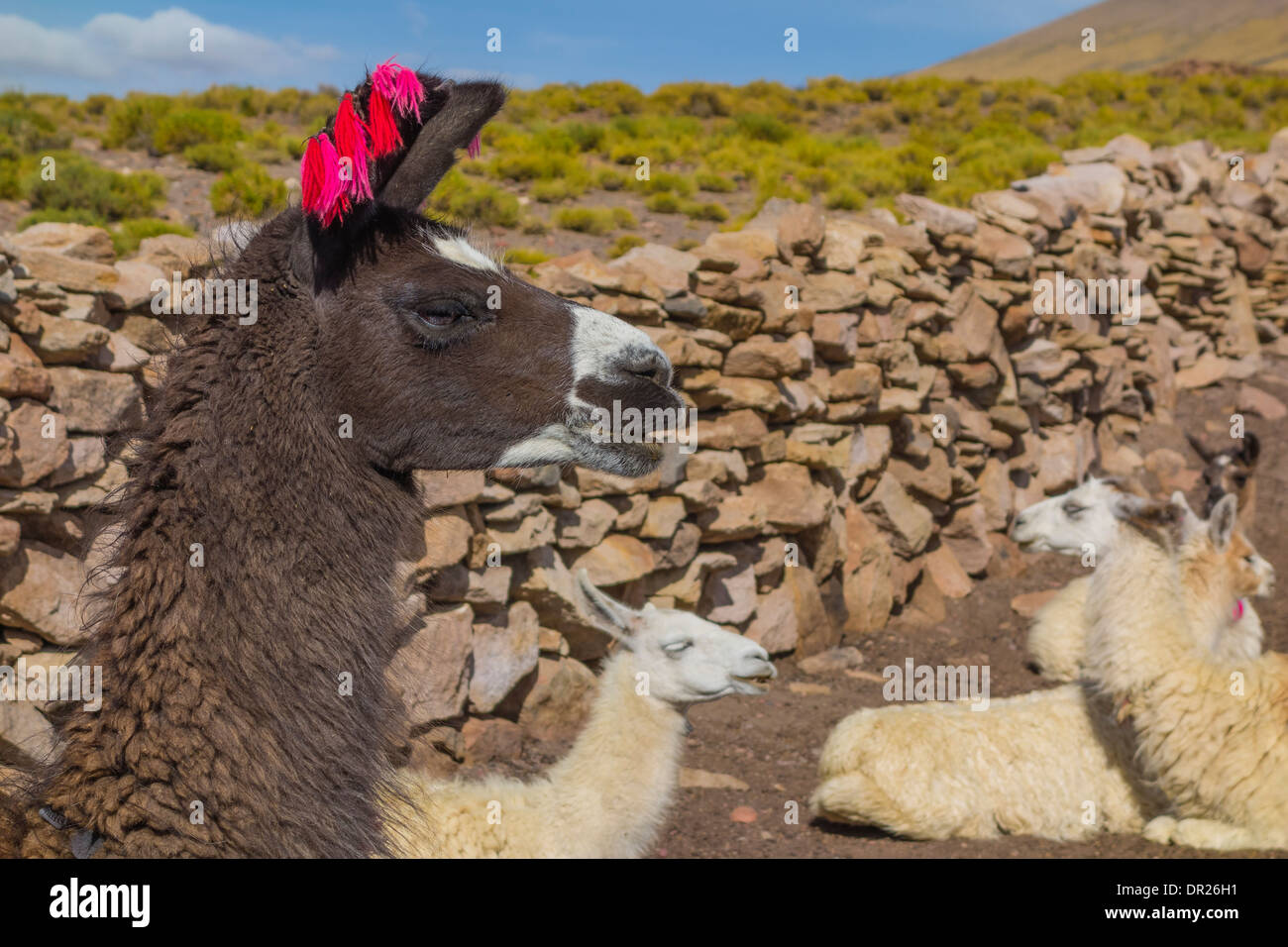 Llama with decorated ears hi-res stock photography and images - Alamy