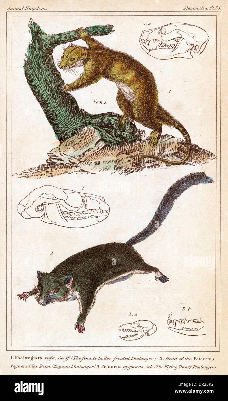 Flying phalanger hi-res stock photography and images - Alamy