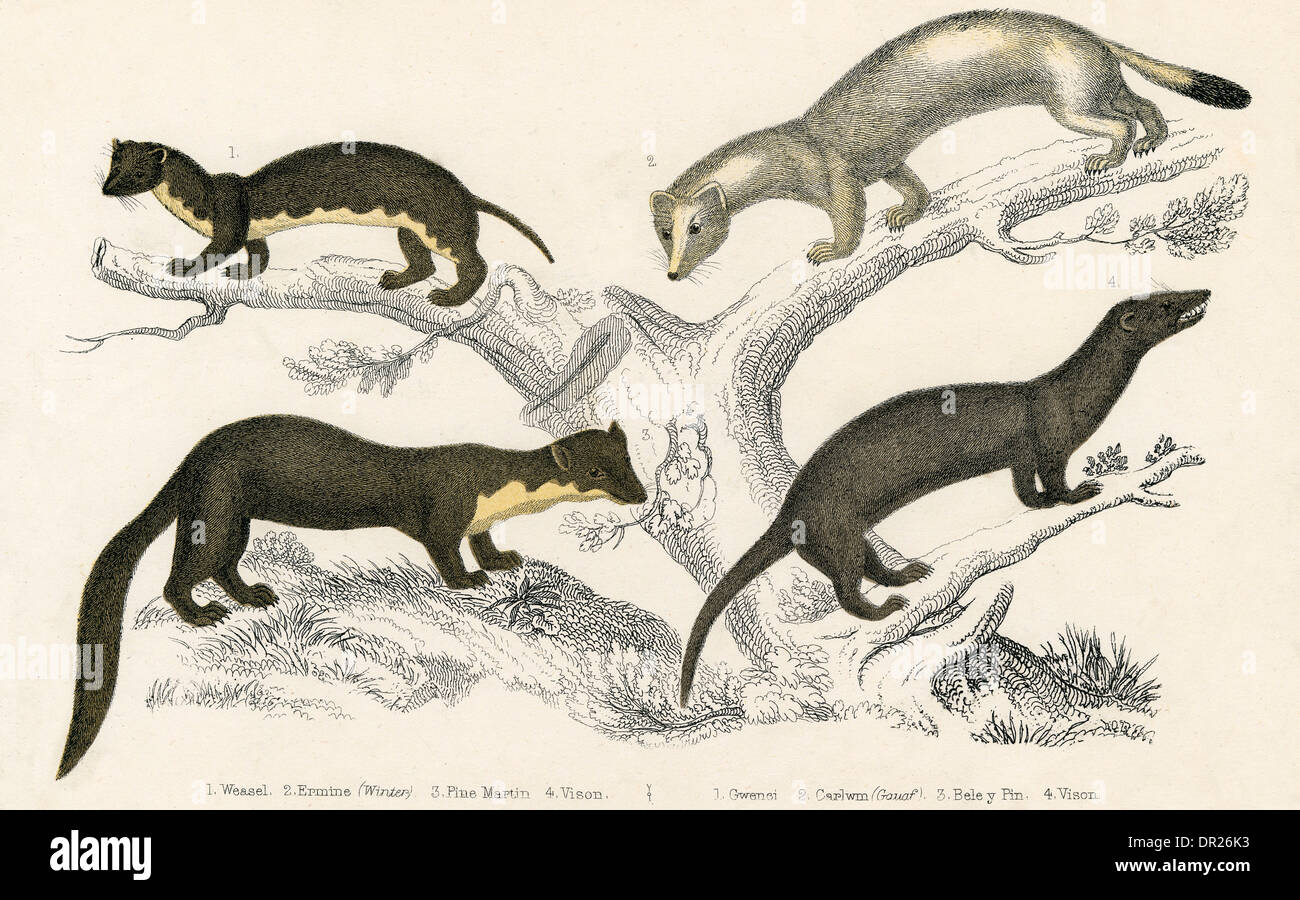 WEASEL & RELATIVES Stock Photo - Alamy