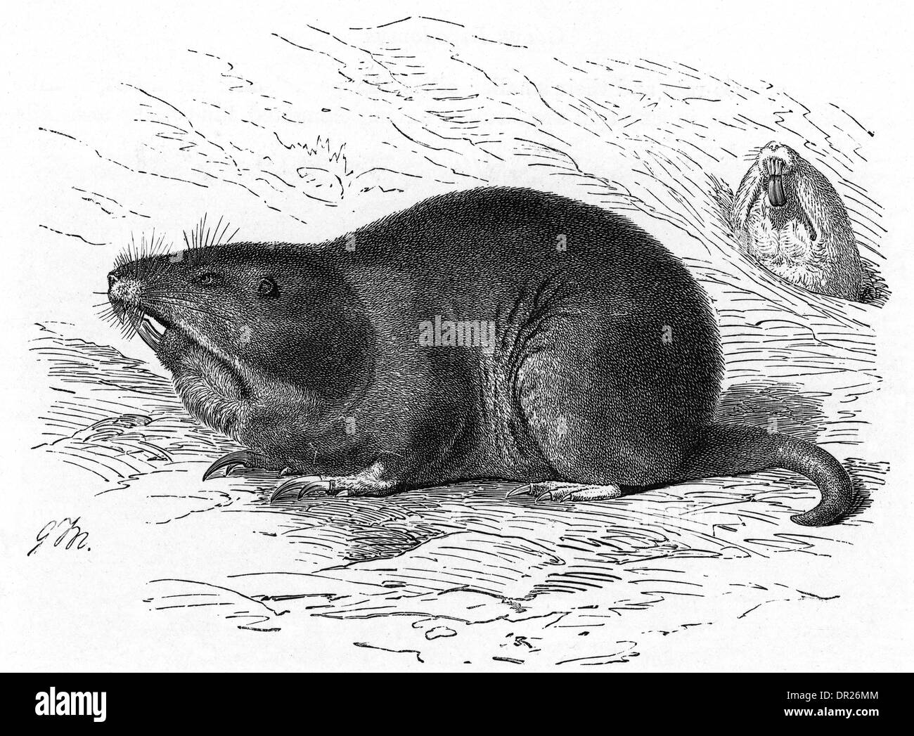 Gopher Black and White Stock Photos & Images - Alamy