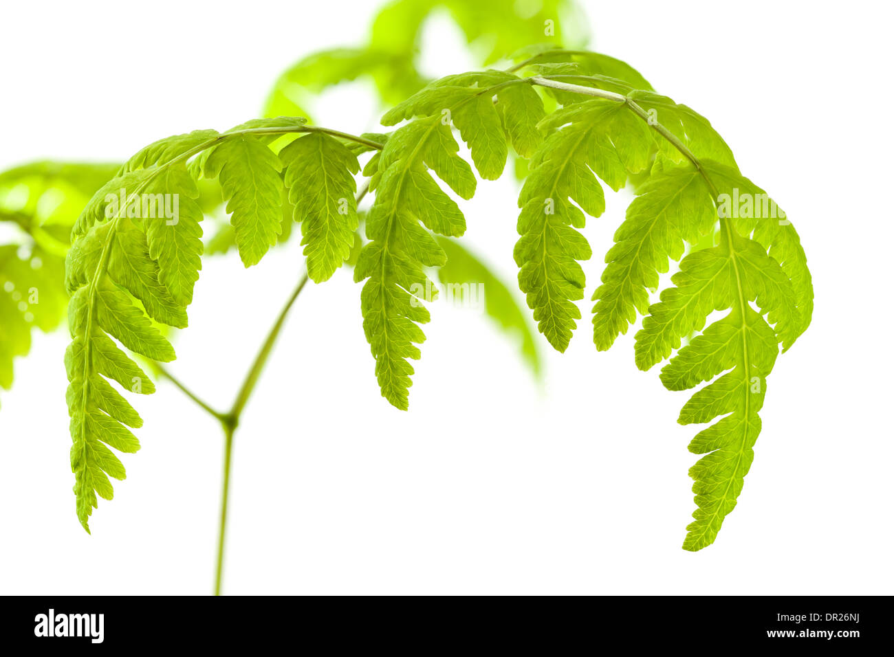 Gymnocarpium hi-res stock photography and images - Alamy